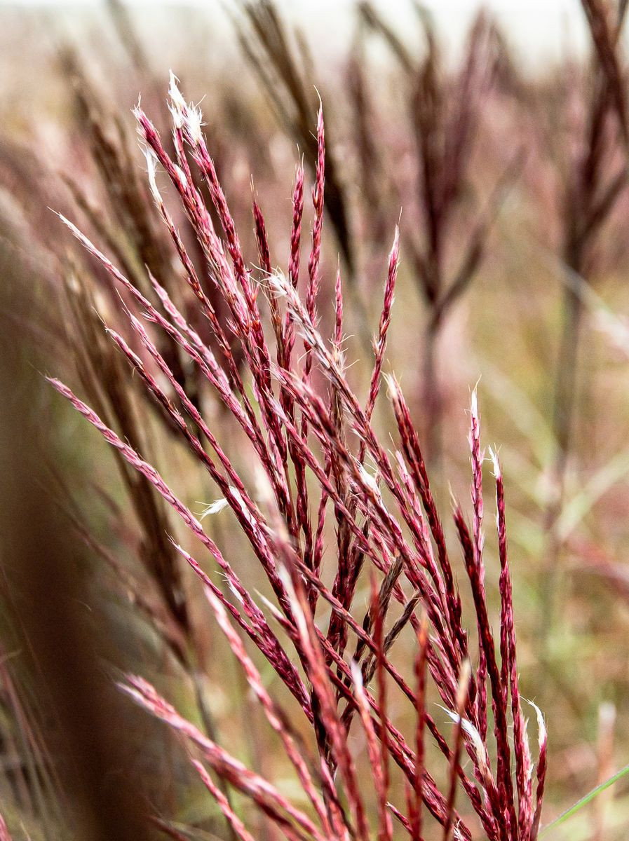 Miscanthus sinensis Red Chief - Garten-Chinaschilf Red Chief | jetzt ...