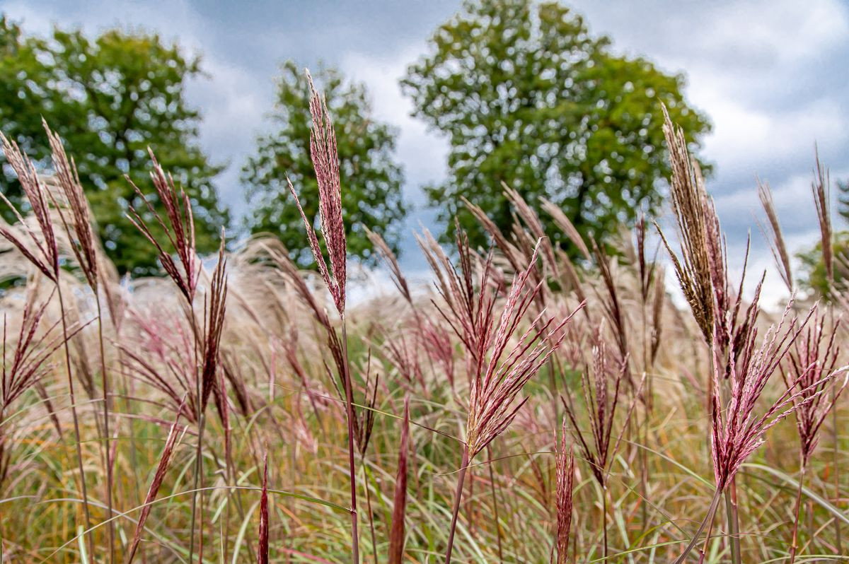 Miscanthus sinensis Red Chief - Garten-Chinaschilf Red Chief | jetzt ...