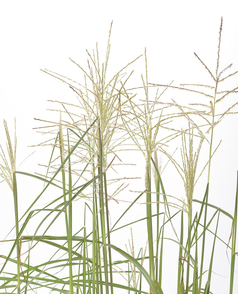 Miscanthus sinensis Red Chief - Garten-Chinaschilf Red Chief | jetzt ...