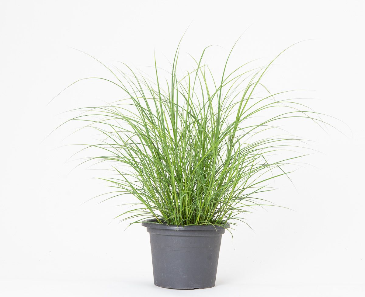 Miscanthus sinensis Red Chief - Garten-Chinaschilf Red Chief | jetzt ...