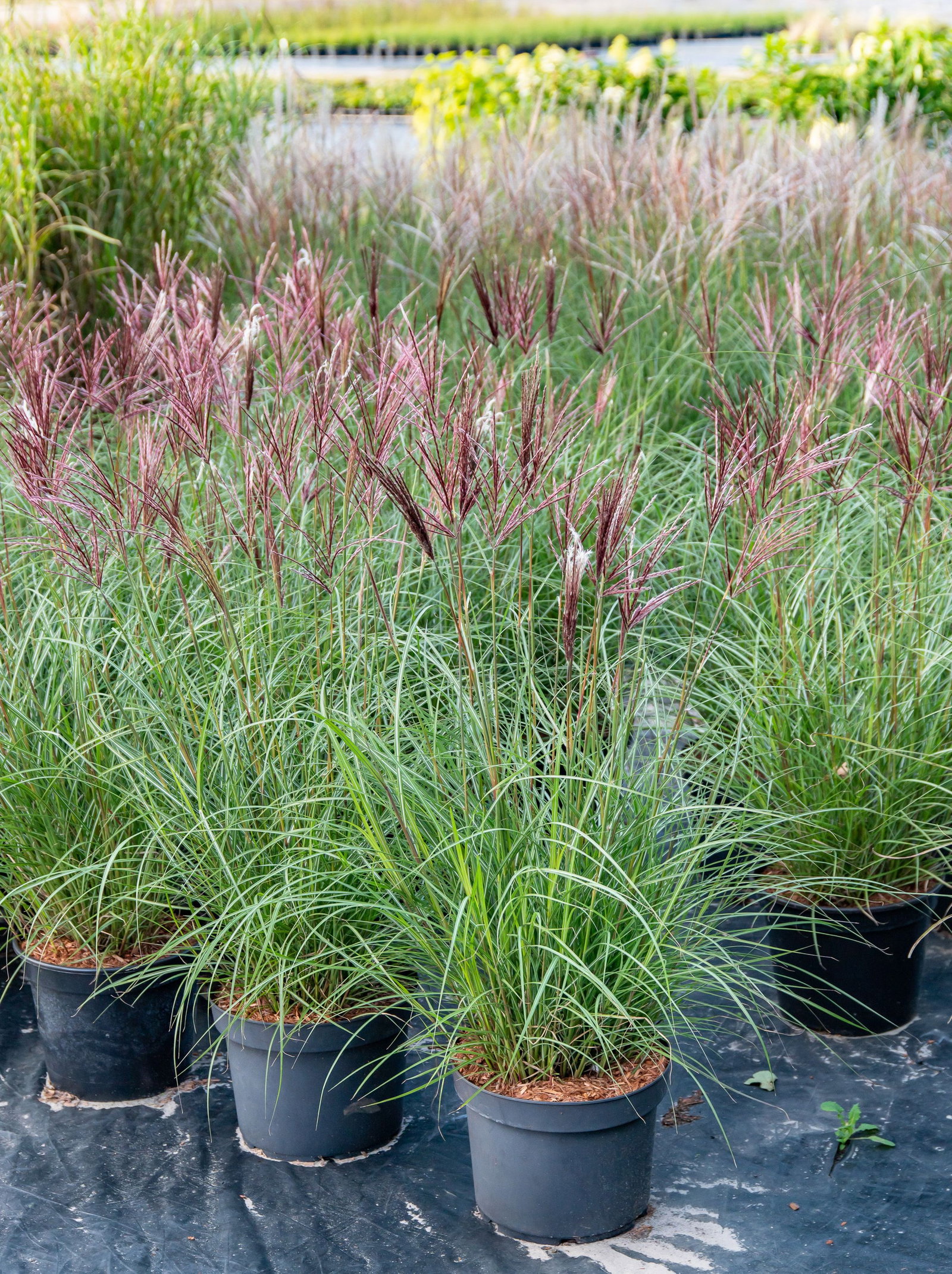 Miscanthus sinensis Red Chief - Garten-Chinaschilf Red Chief | jetzt ...