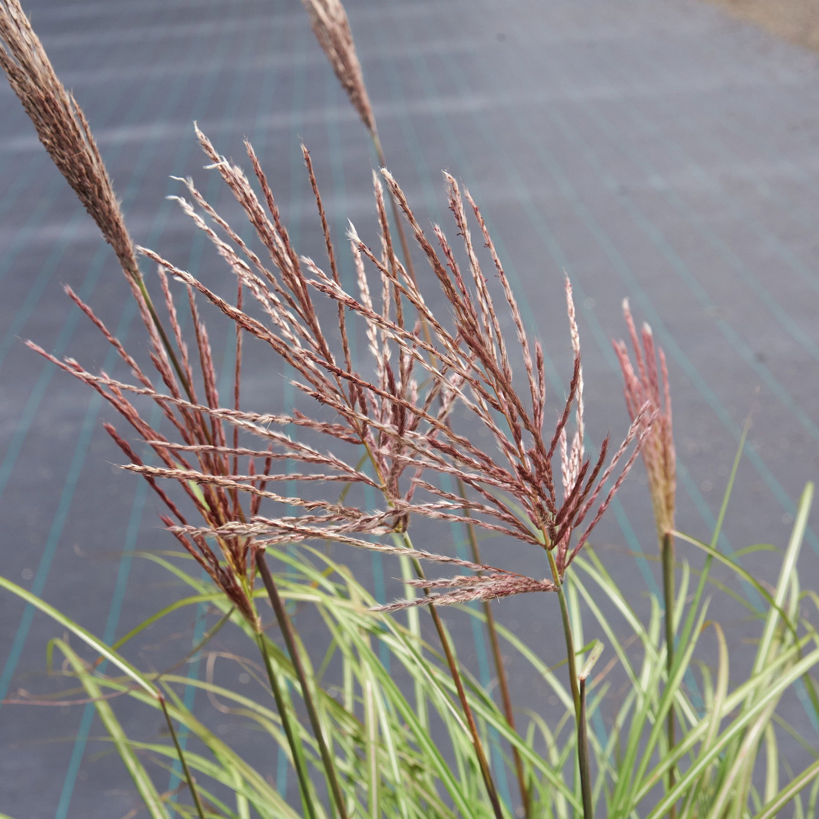 Miscanthus sinensis Red Chief - Garten-Chinaschilf Red Chief | jetzt ...