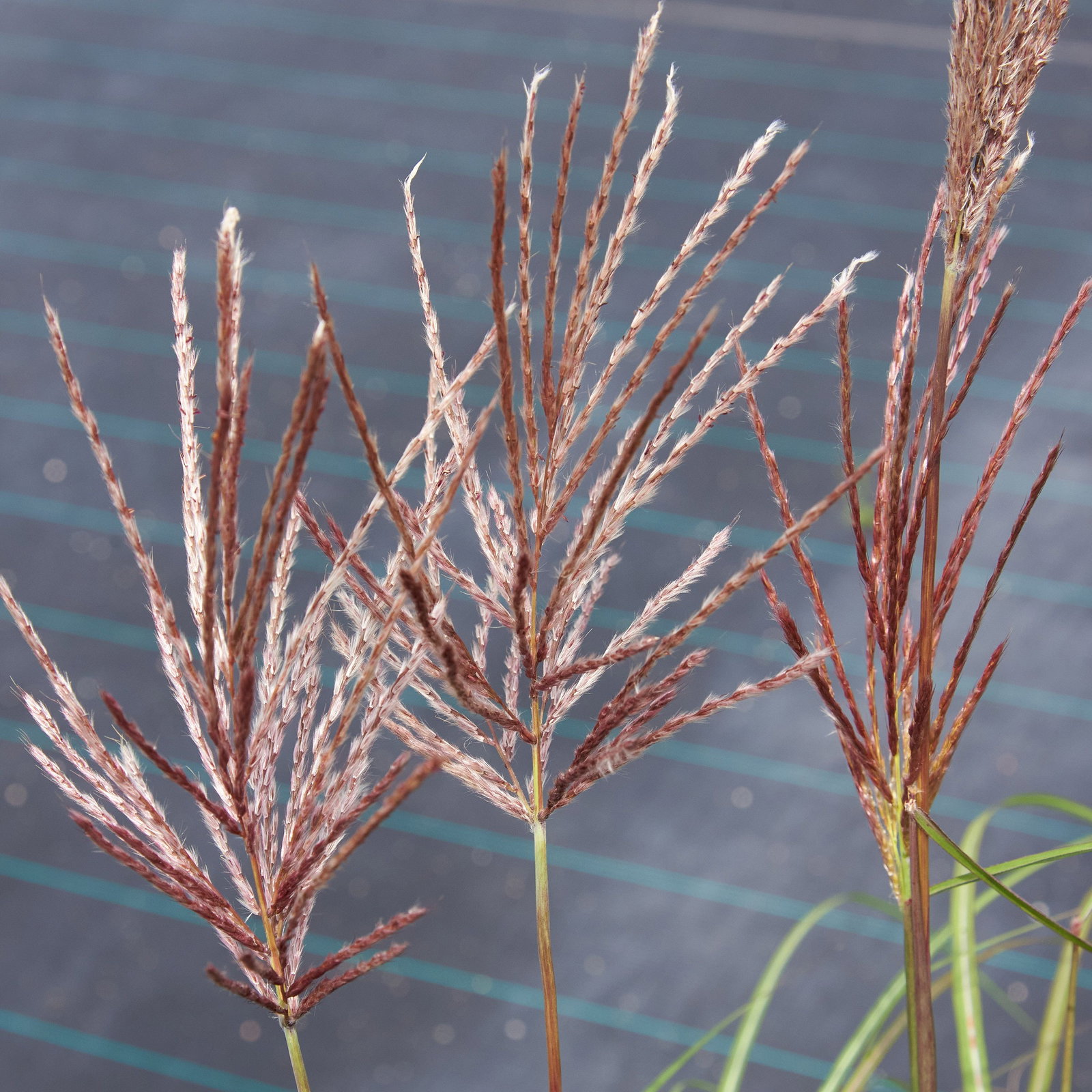 Miscanthus sinensis Red Chief - Garten-Chinaschilf Red Chief | jetzt ...