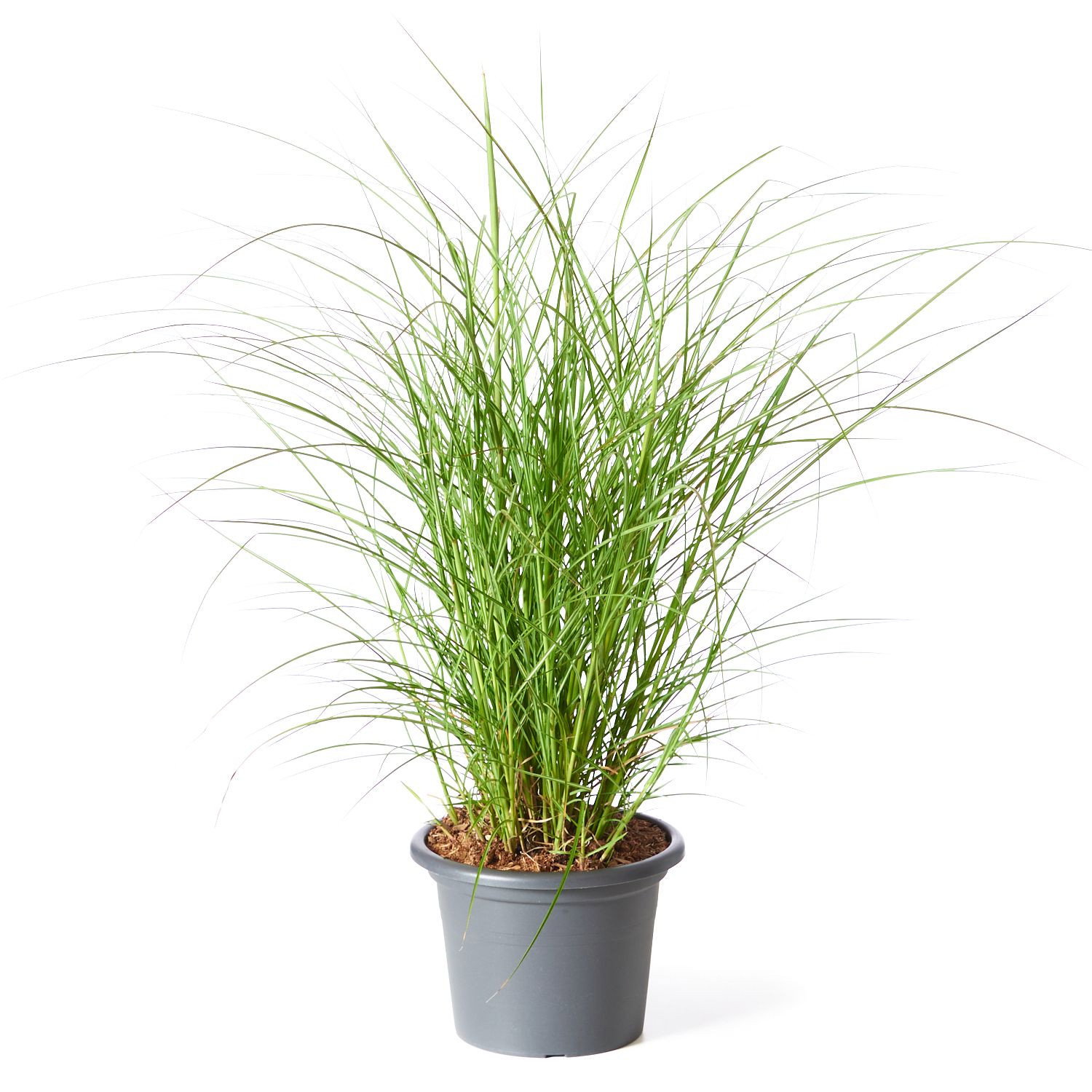 Miscanthus sinensis Red Chief - Garten-Chinaschilf Red Chief | jetzt ...