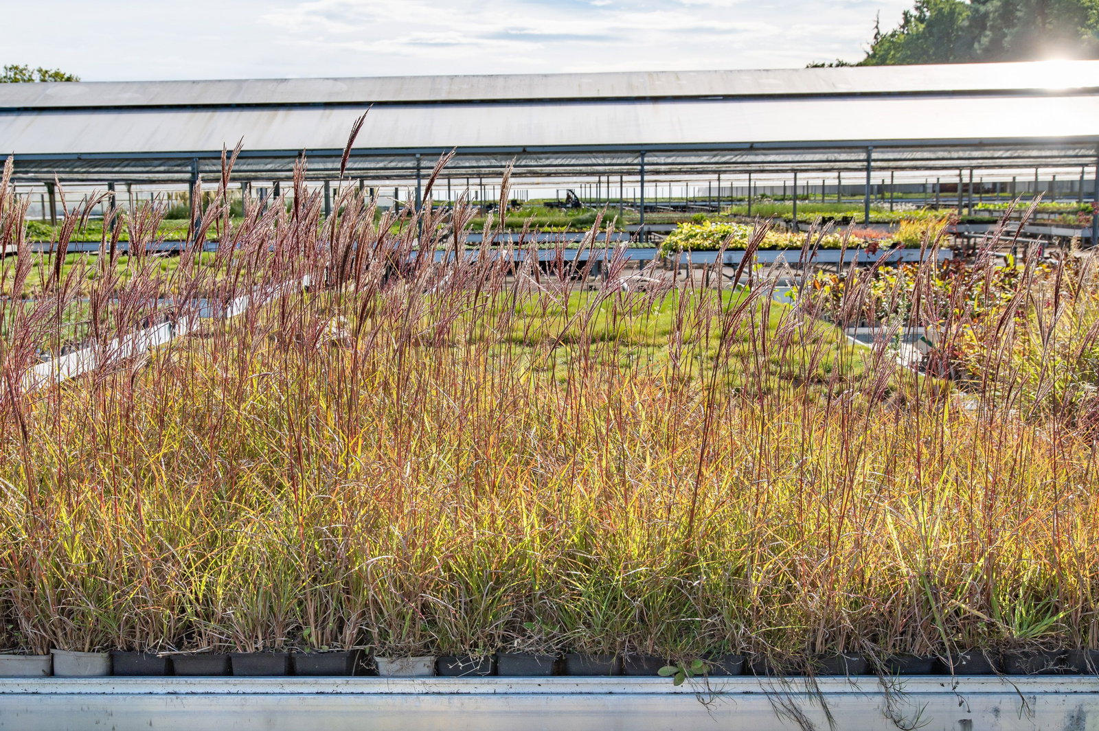 Miscanthus sinensis Red Chief - Garten-Chinaschilf Red Chief | jetzt ...