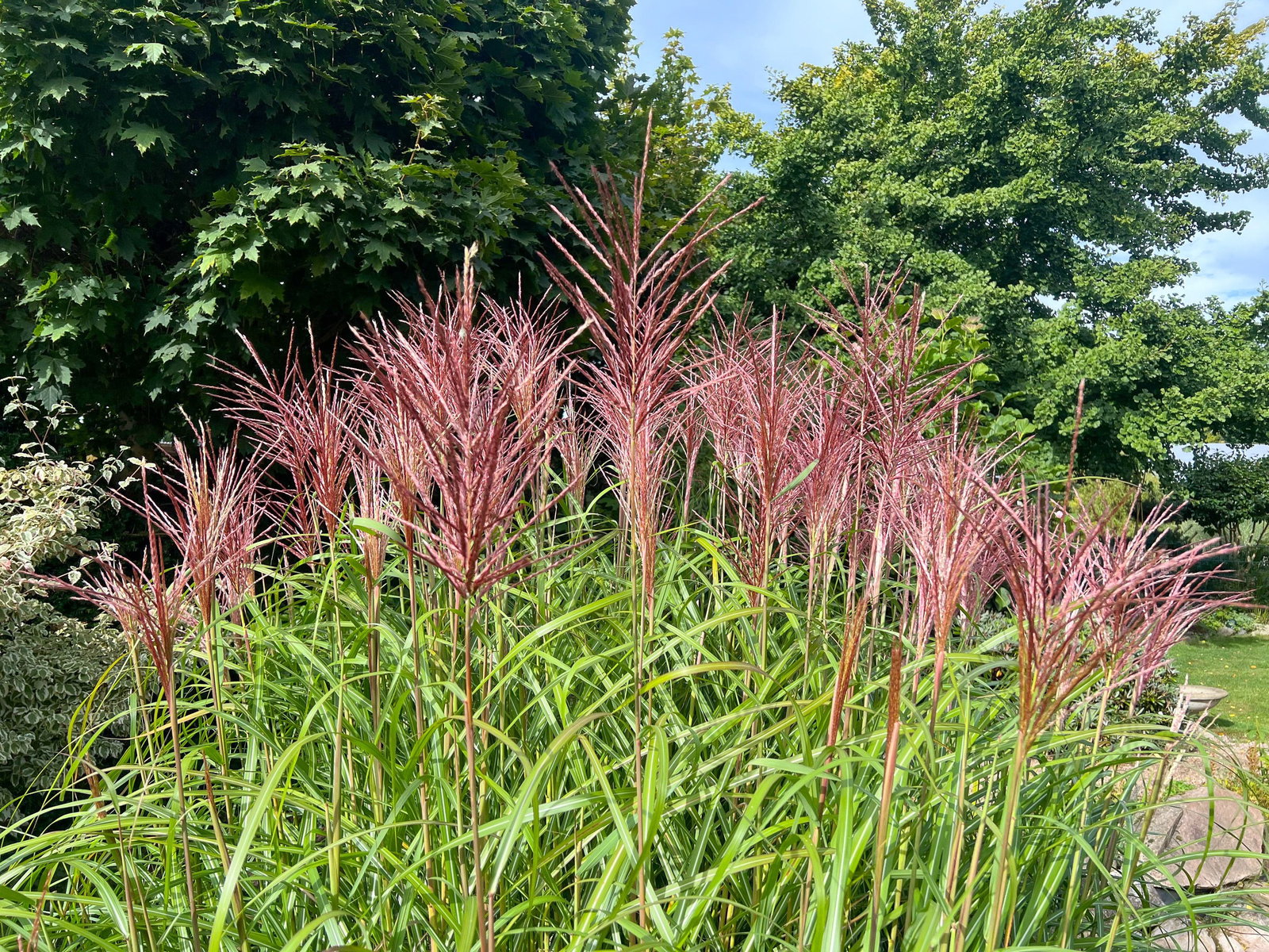Miscanthus sinensis Red Chief - Garten-Chinaschilf Red Chief | jetzt ...