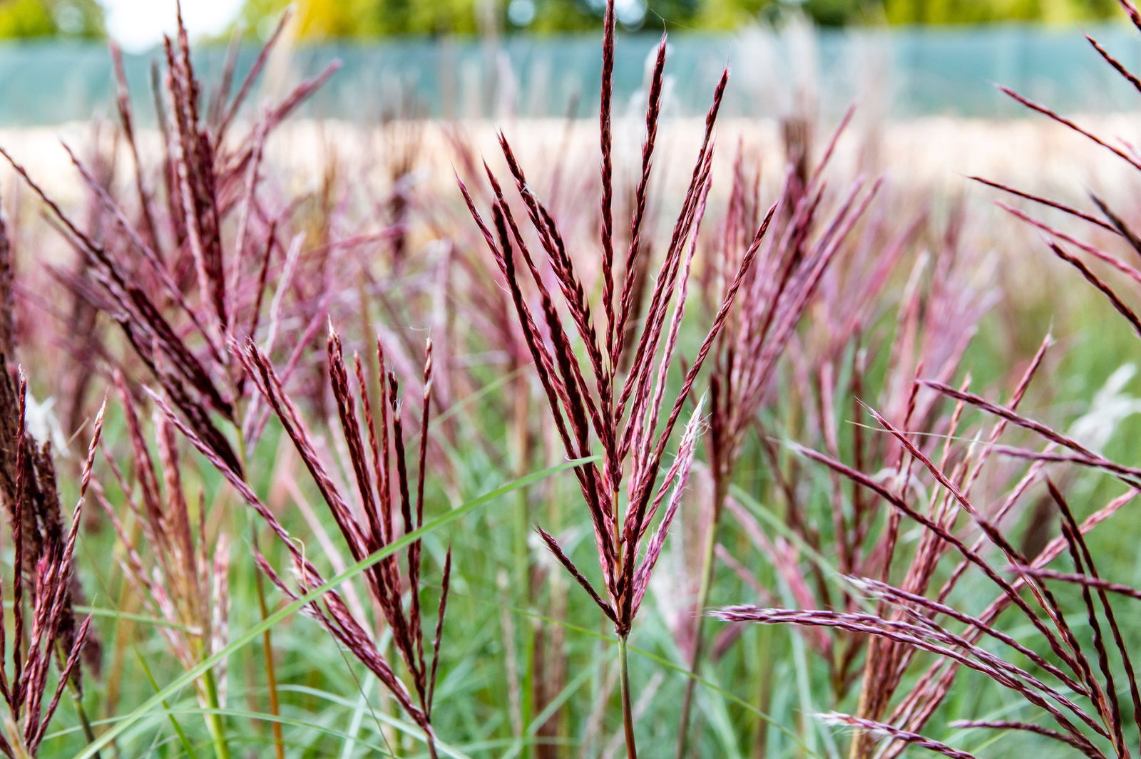 Miscanthus sinensis Red Chief - Garten-Chinaschilf Red Chief | jetzt ...
