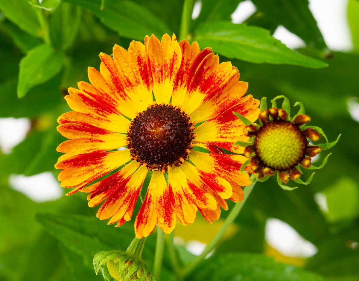 Sonnenbraut Fuego - Helenium autumnale Fuego günstig kaufen