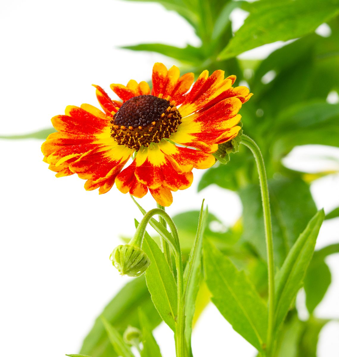 Sonnenbraut Fuego - Helenium autumnale Fuego günstig kaufen