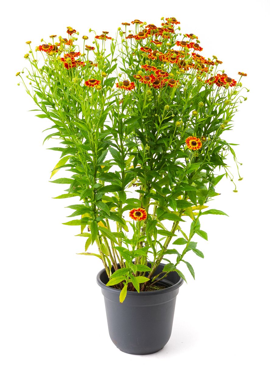 Sonnenbraut Fuego - Helenium autumnale Fuego günstig kaufen