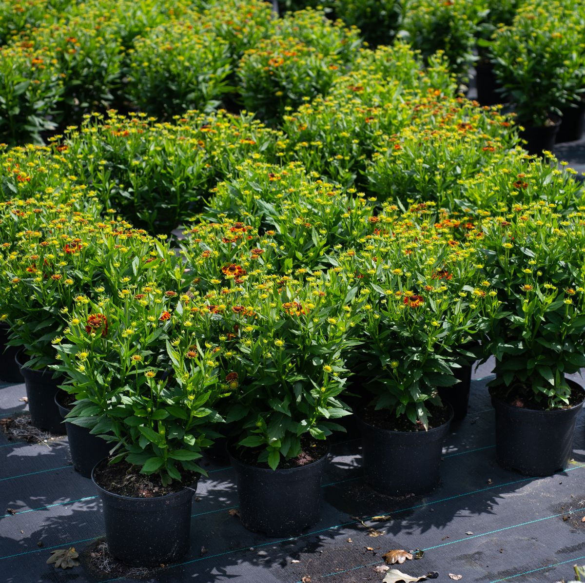 Sonnenbraut Fuego - Helenium autumnale Fuego günstig kaufen