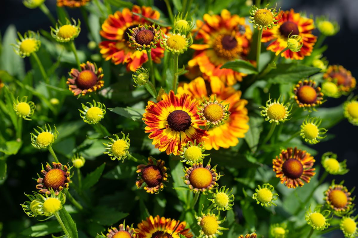 Sonnenbraut Fuego - Helenium autumnale Fuego günstig kaufen