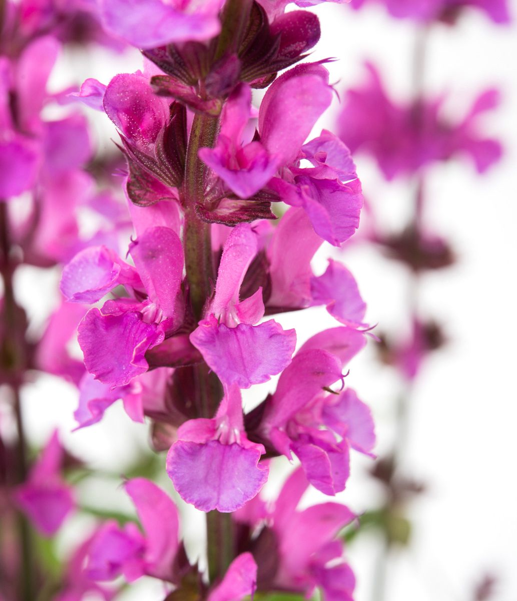 Ziersalbei, violett - Salvia x superba, violett günstig kaufen