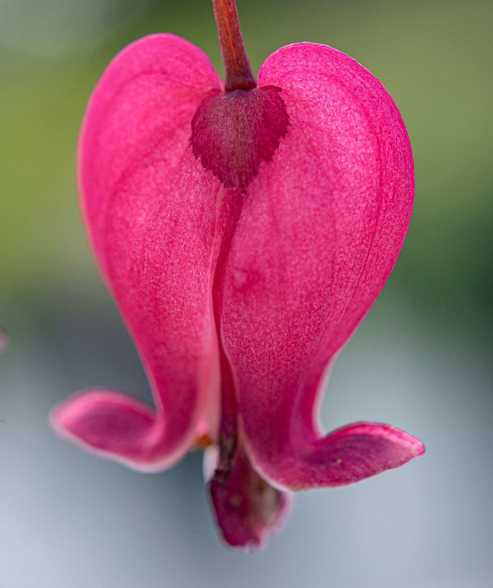 Herzblume Amore Rose - Dicentra formosa Amore Rose günstig kaufen