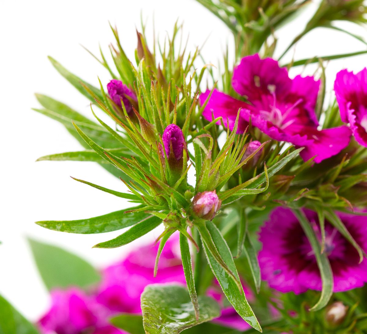 Dianthus barbatus Barbarini Purple - Dianthus barbatus Barbarini Purple ...