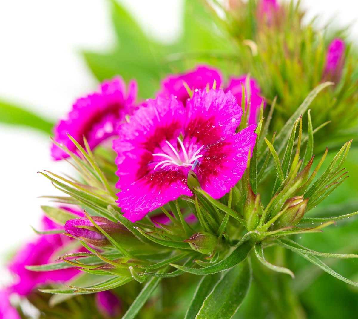 Dianthus barbatus Barbarini Purple - Dianthus barbatus Barbarini Purple ...