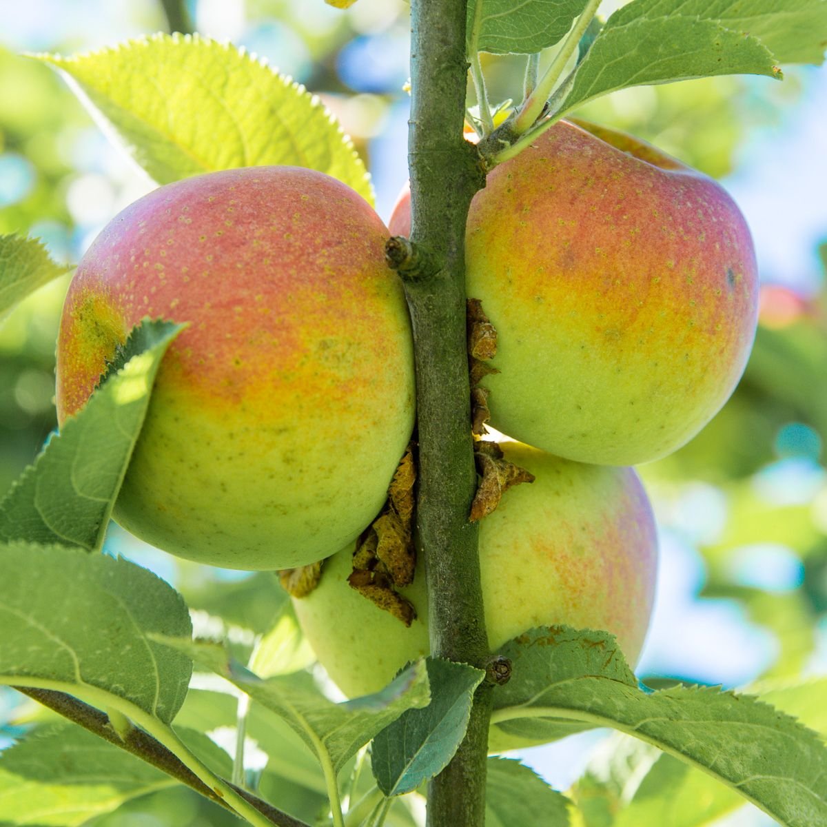 Krügers Dickstiel Winterapfel - Malus Krügers Dickstiel günstig kaufen
