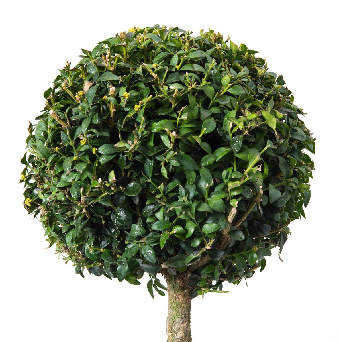 Buchsbaum, als Kugel - Buxus sempervirens Arborescens Kugel günstig kaufen
