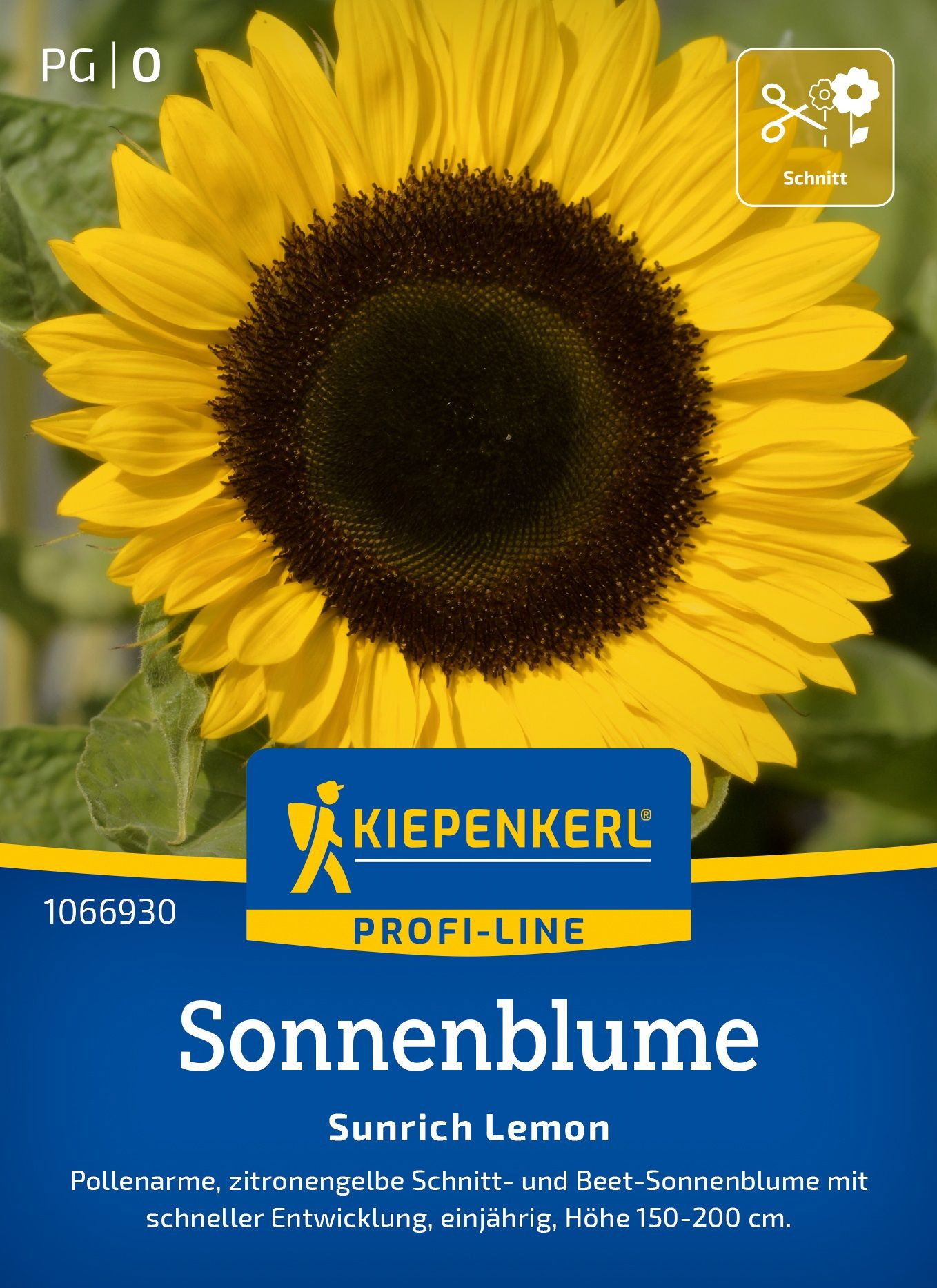 Sonnenblume Sunrich Lemon - Kiepenkerl Helianthus annuus Sunrich Lemon ...