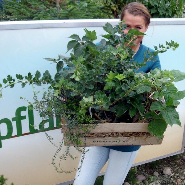 10 Obstpflanzen im Paket - Früchtekorb günstig kaufen