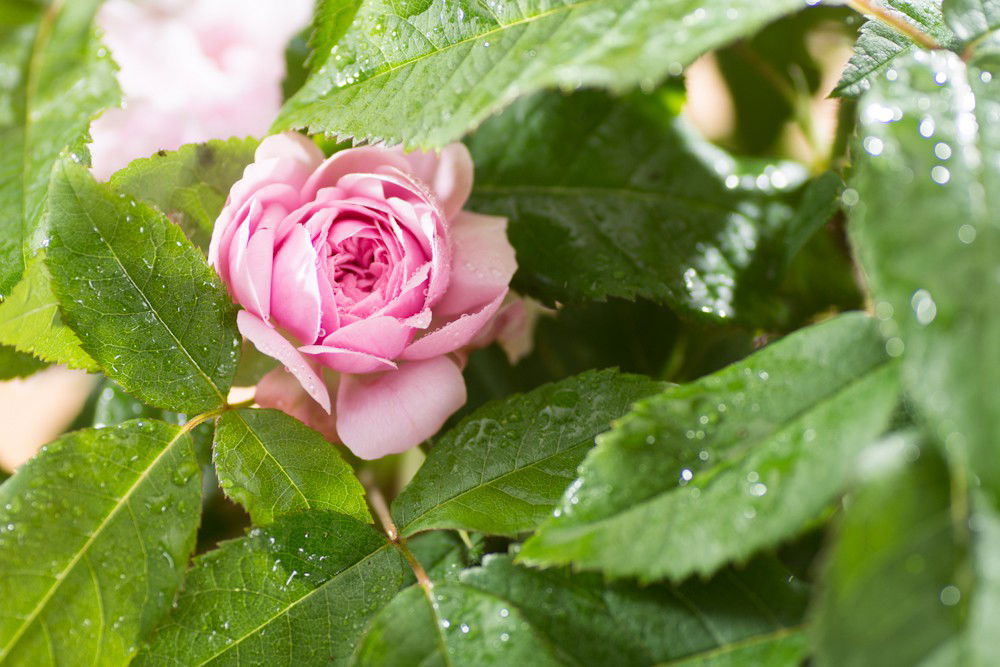 Historische Rose Jaques Cartier - Rosa Jaques Cartier günstig kaufen