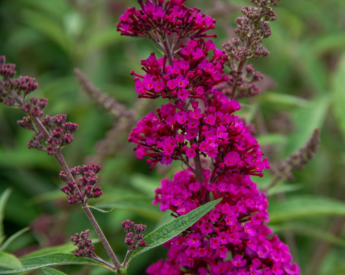 Zwerg-Sommerflieder Buzz ® Velvet - Buddleja davidii Buzz ® Velvet ...