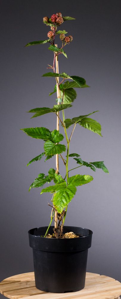 Brombeere Triple Crown - Rubus fruticosus Triple Crown günstig kaufen