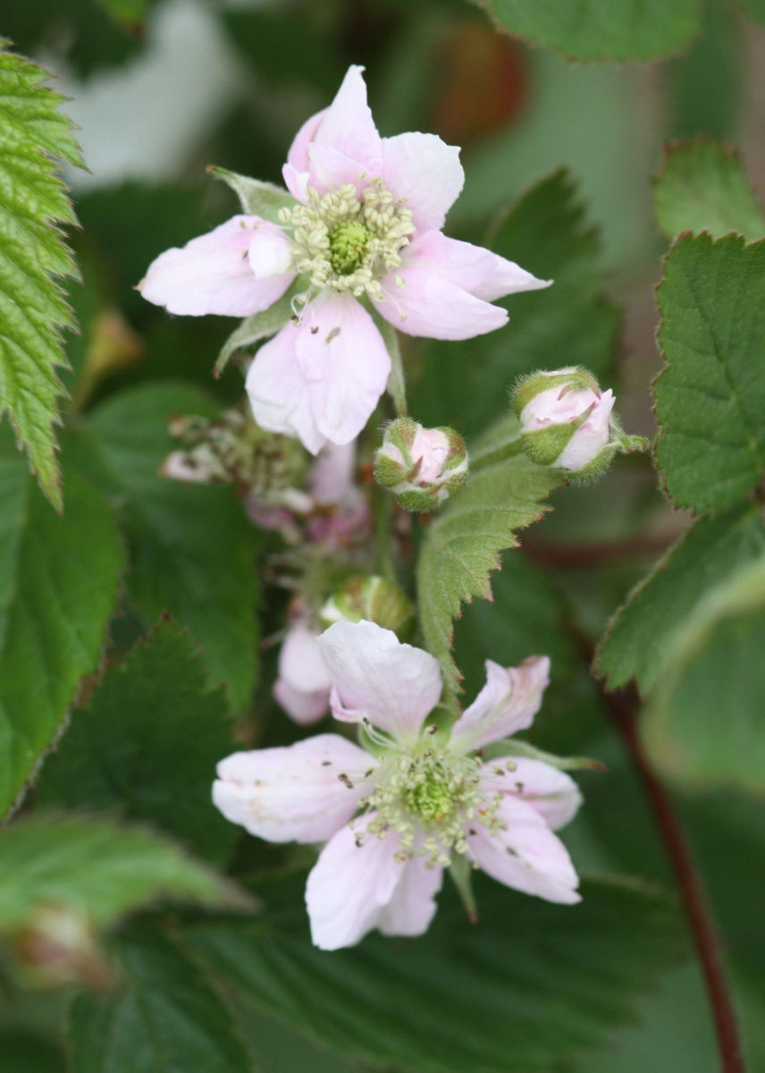 Brombeere Triple Crown - Rubus fruticosus Triple Crown günstig kaufen