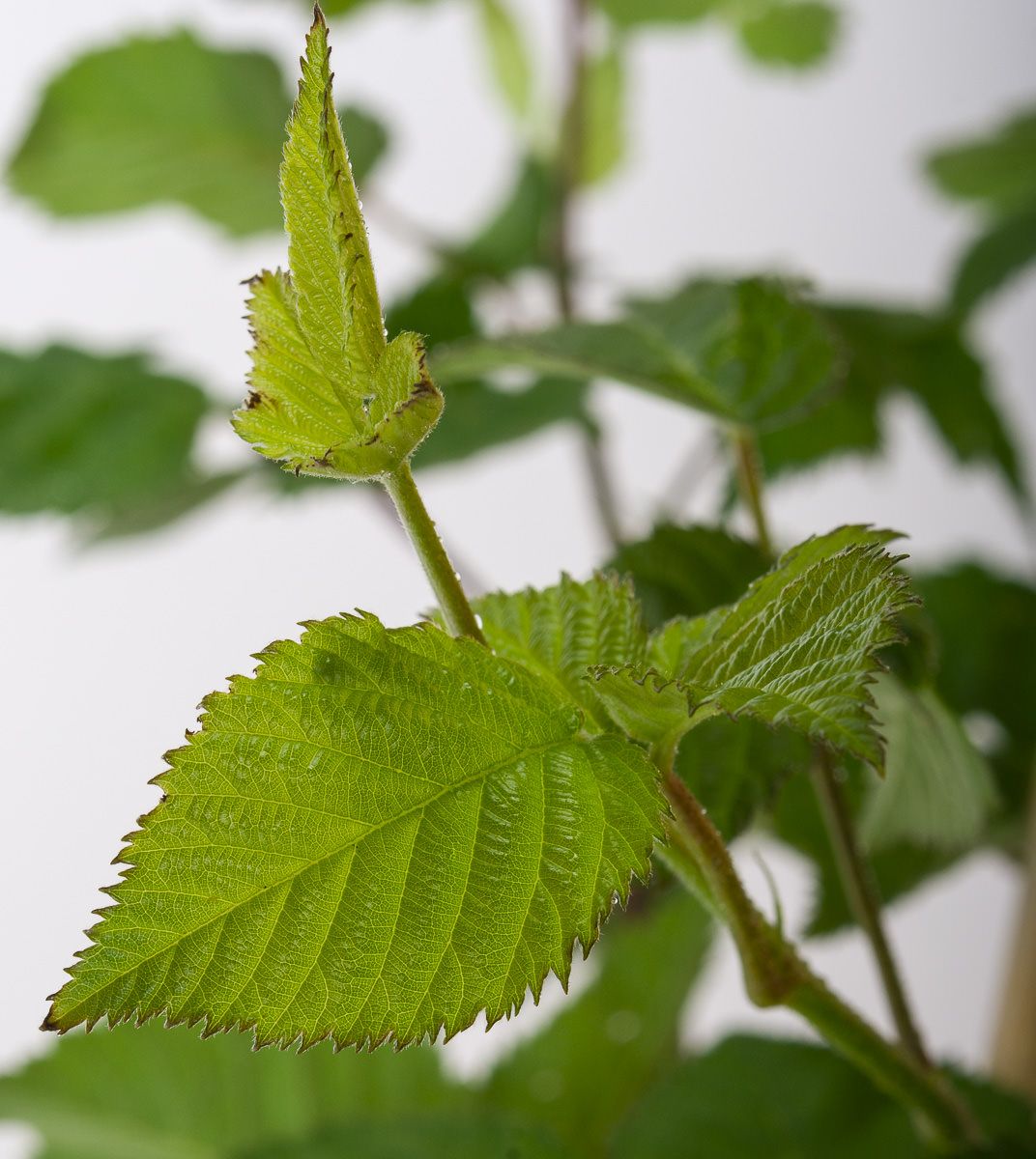 Brombeere Triple Crown - Rubus fruticosus Triple Crown günstig kaufen