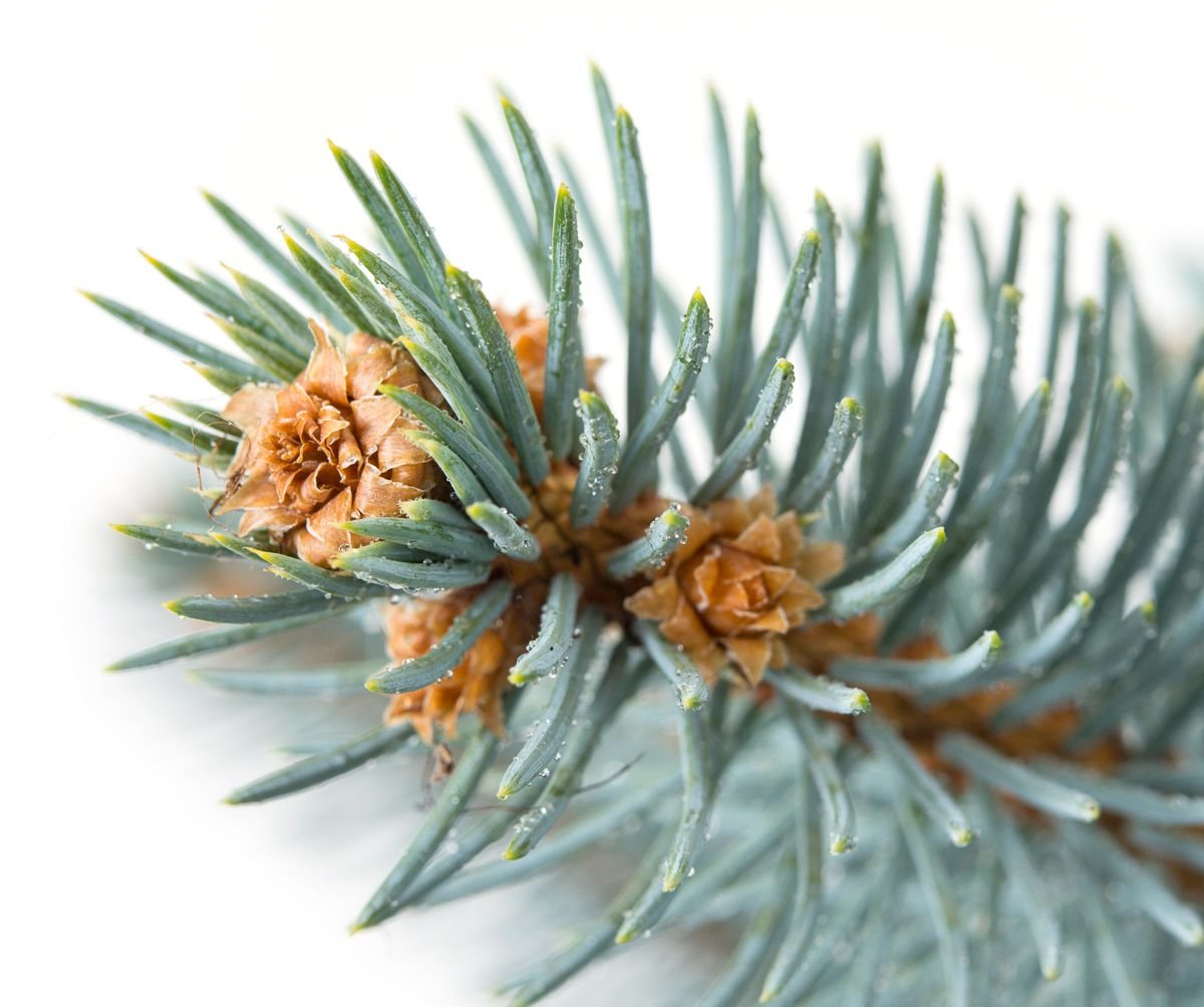 Blaufichte Blue Mountain - Picea pungens Blue Mountain günstig kaufen