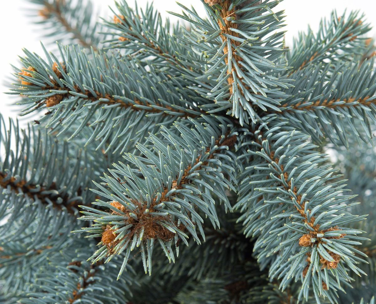 Blaufichte Blue Mountain - Picea pungens Blue Mountain günstig kaufen