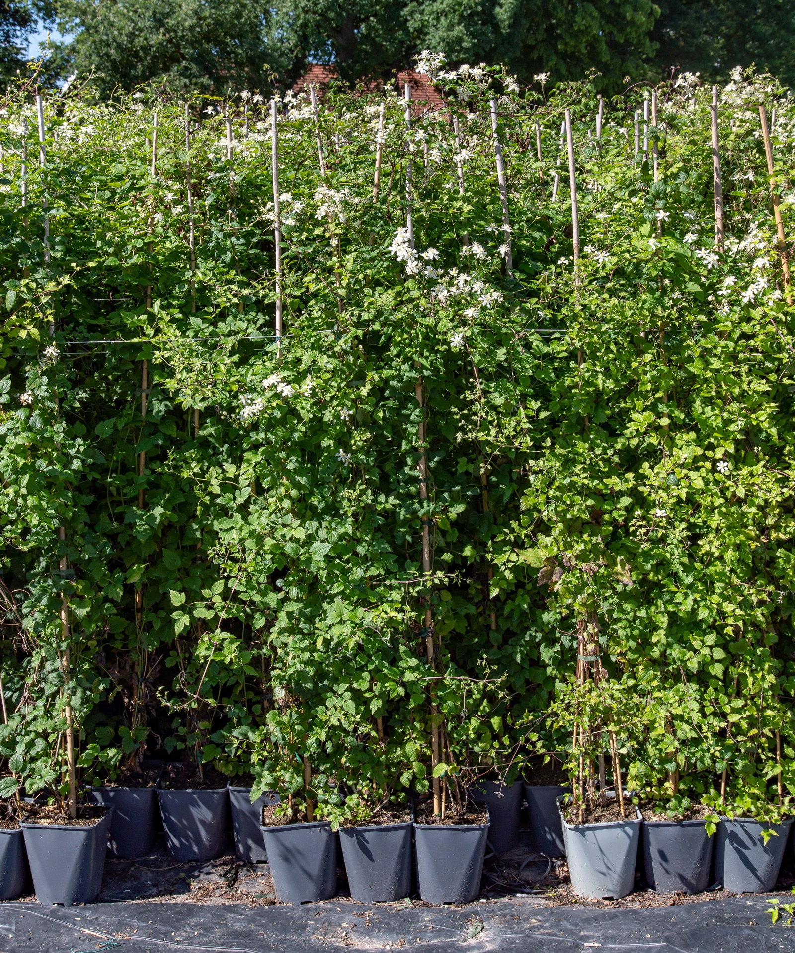 Waldrebe Paul Farges - Clematis fargesioides Paul Farges günstig kaufen