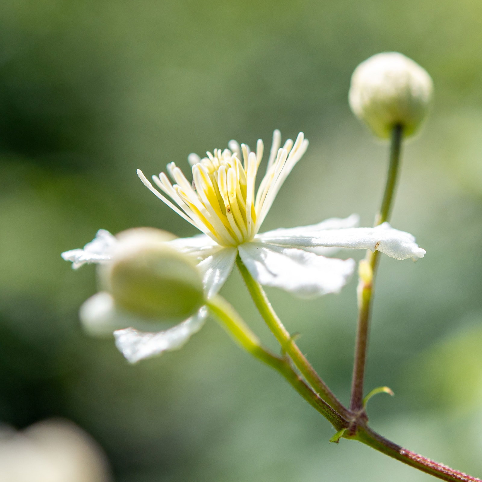 Waldrebe Paul Farges - Clematis fargesioides Paul Farges günstig kaufen