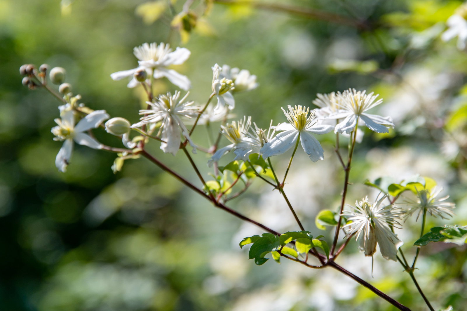 Waldrebe Paul Farges - Clematis fargesioides Paul Farges günstig kaufen