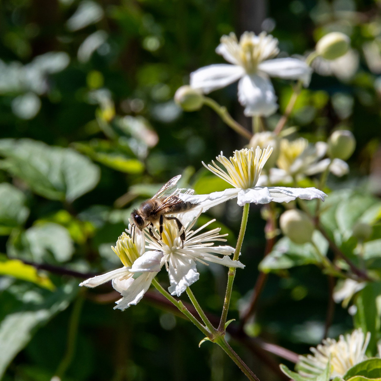 Waldrebe Paul Farges - Clematis fargesioides Paul Farges günstig kaufen