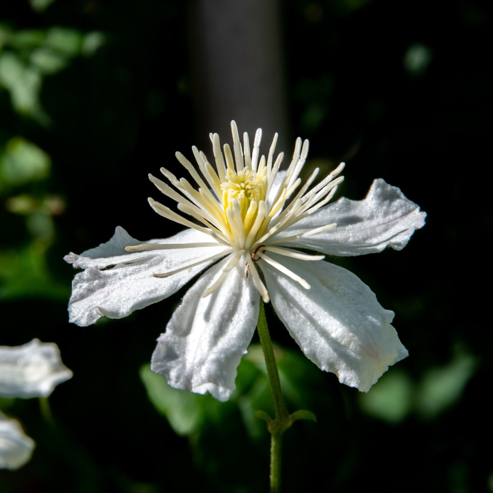 Waldrebe Paul Farges - Clematis fargesioides Paul Farges günstig kaufen