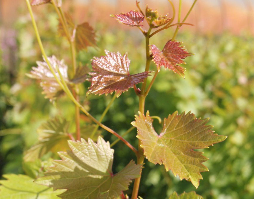 Vitis Muscat Bleu - Tafeltraube Muscat Bleu | jetzt günstig online ...