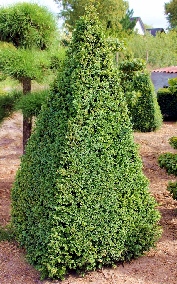 Buxus, als Pyramide - Buxus sempervirens Arborescens Pyramide günstig ...