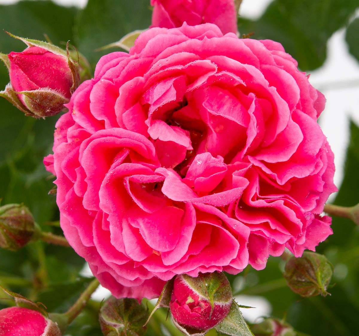 Beetrose Moin Moin® - Rosa Moin Moin® günstig kaufen