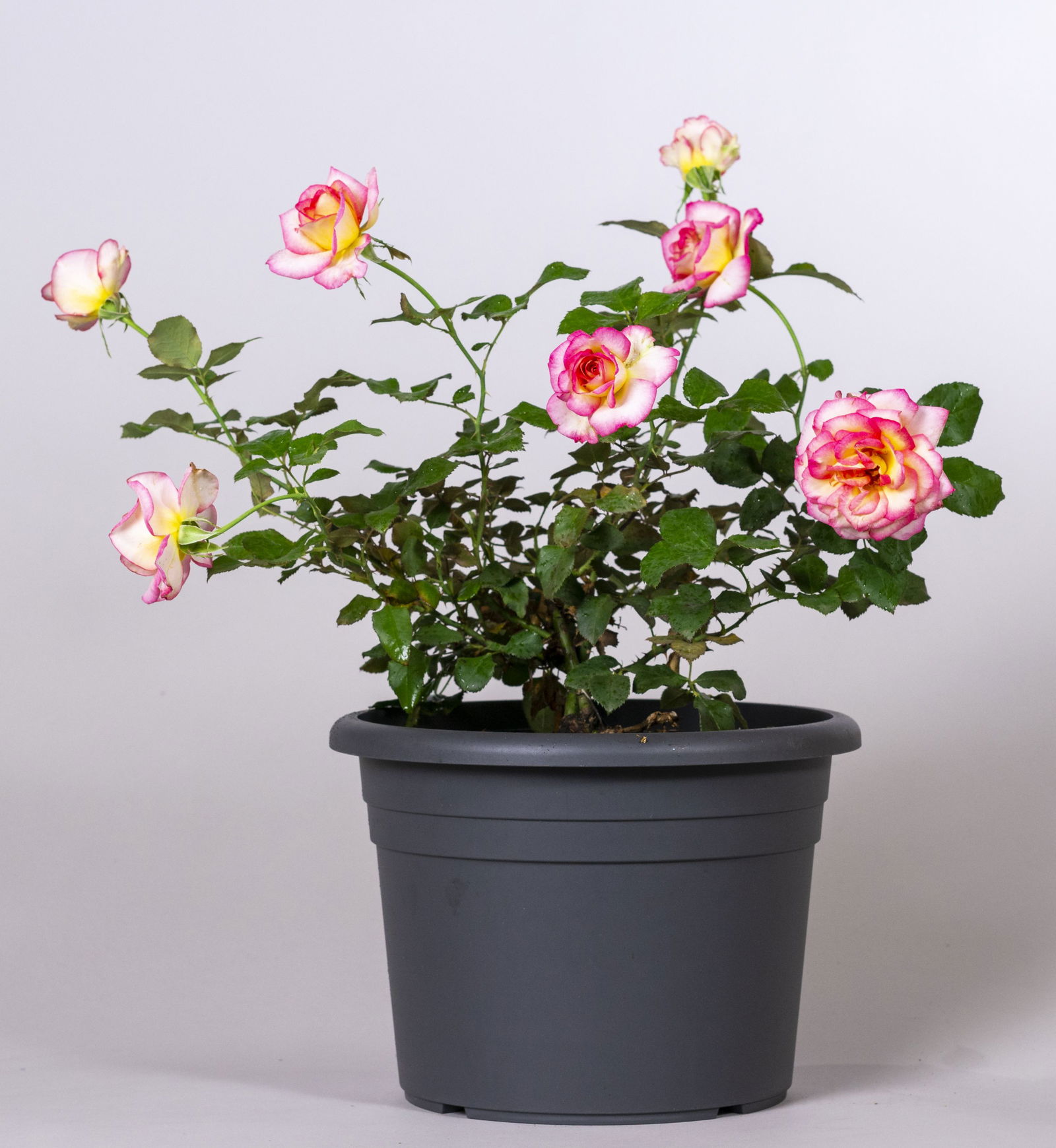 Edelrose Leo Ferre - Rosa Leo Ferre günstig kaufen