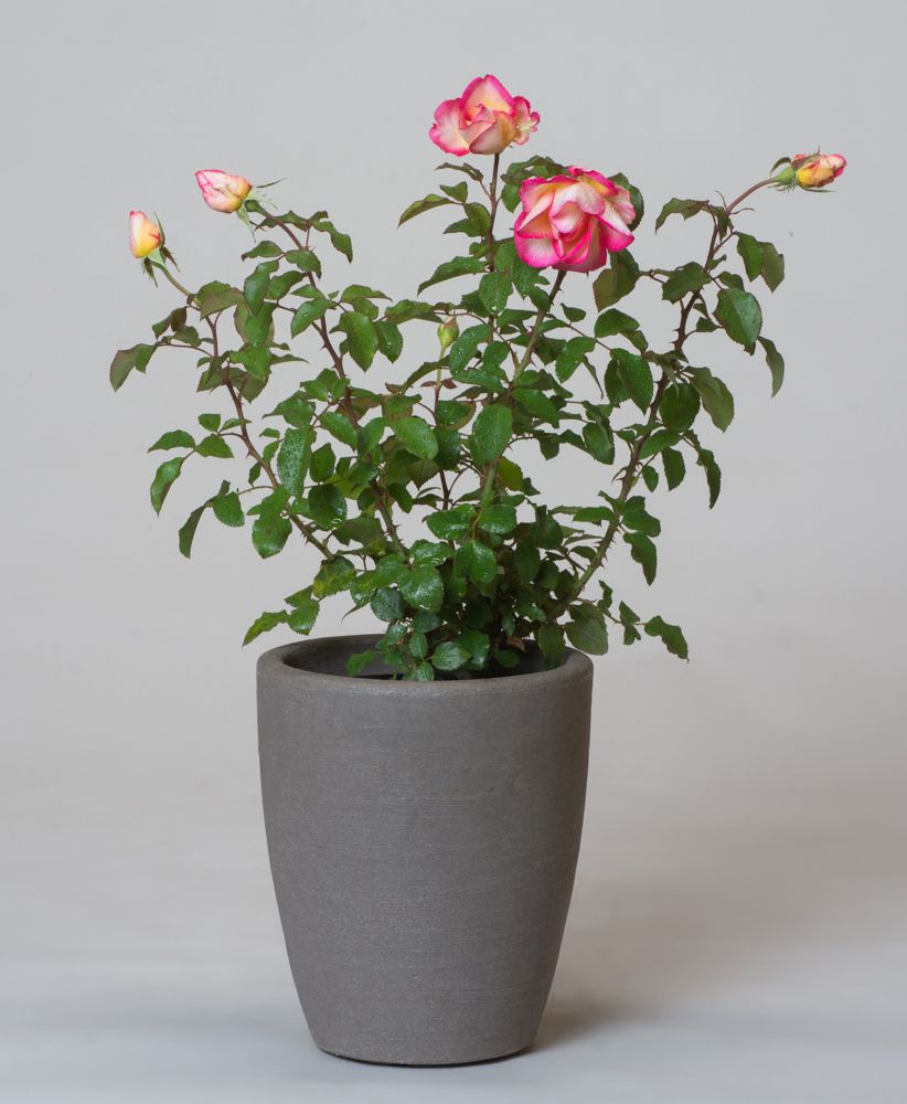 Edelrose Leo Ferre - Rosa Leo Ferre günstig kaufen