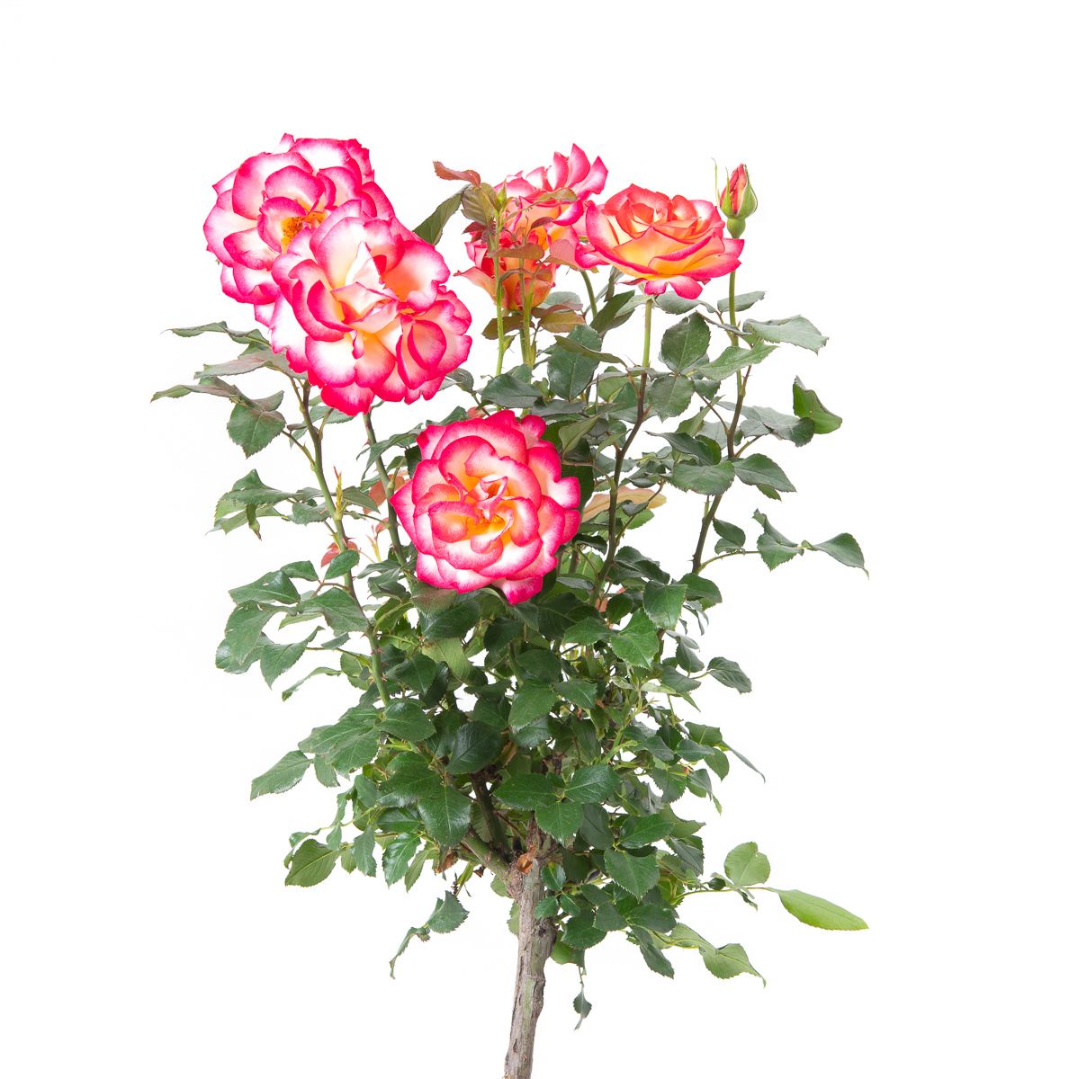 Edelrose Leo Ferre - Rosa Leo Ferre günstig kaufen