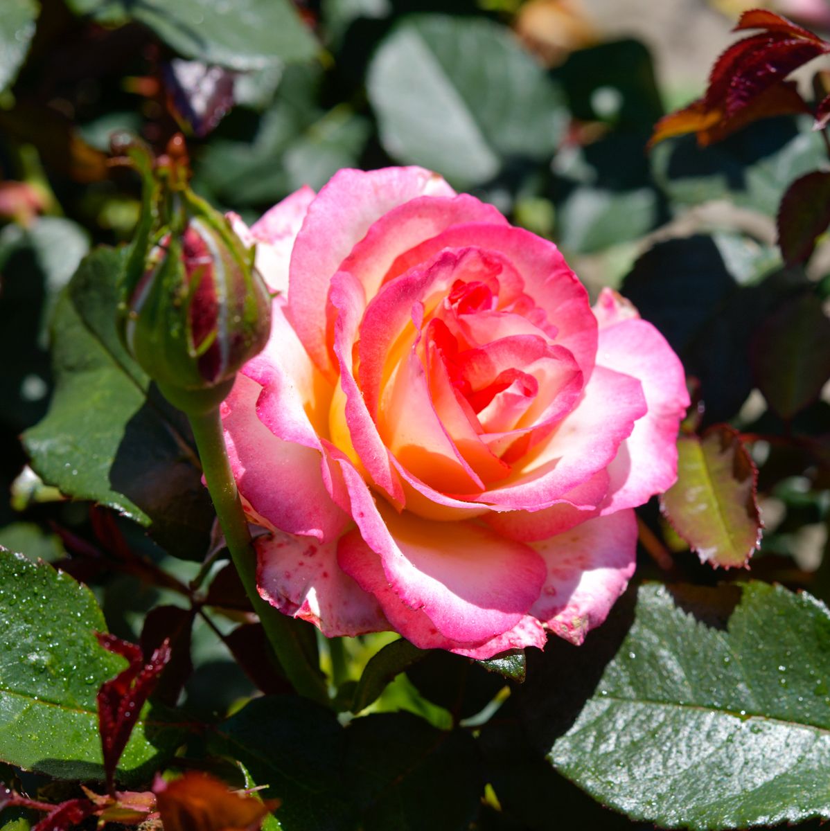 Edelrose Leo Ferre - Rosa Leo Ferre günstig kaufen