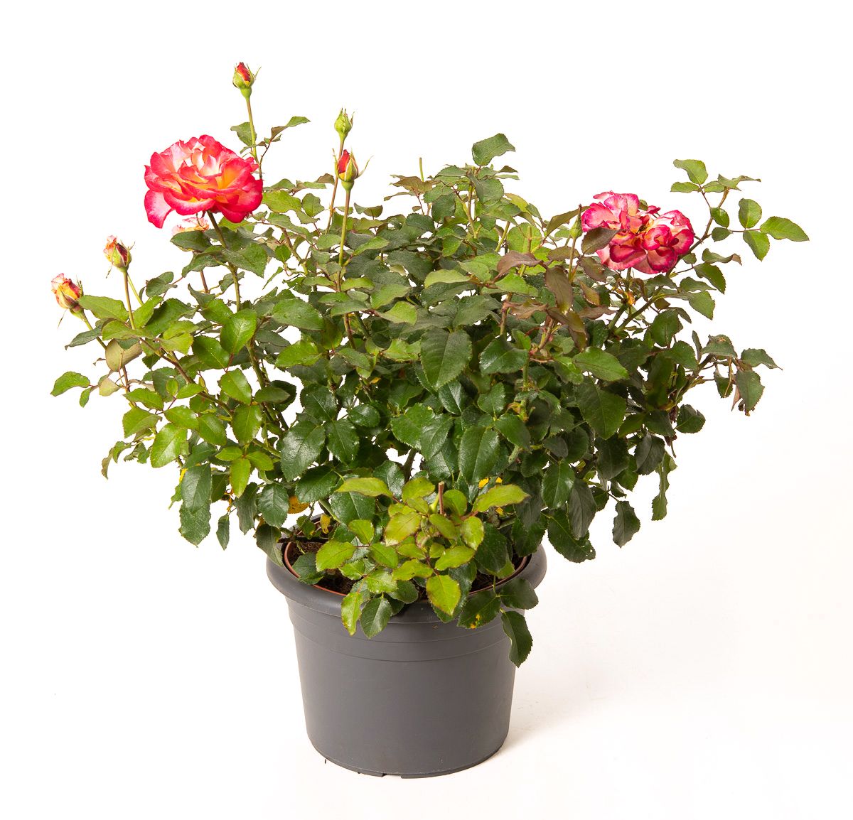 Edelrose Leo Ferre - Rosa Leo Ferre günstig kaufen