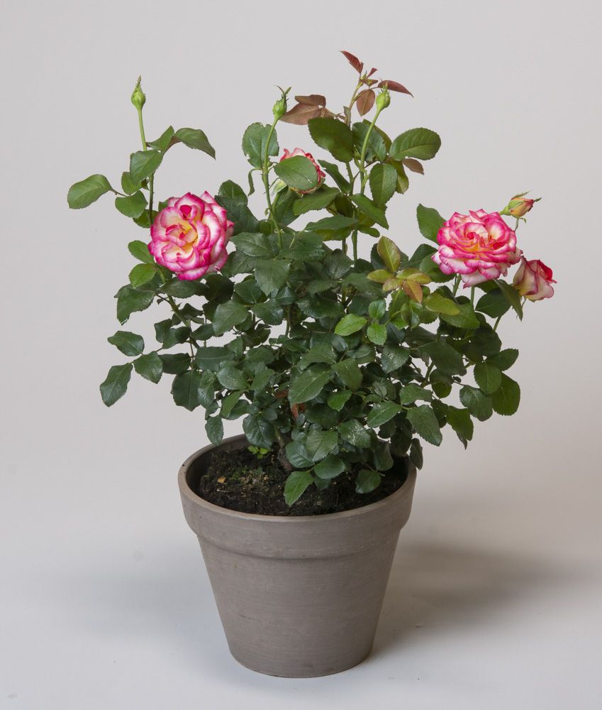 Edelrose Leo Ferre - Rosa Leo Ferre günstig kaufen