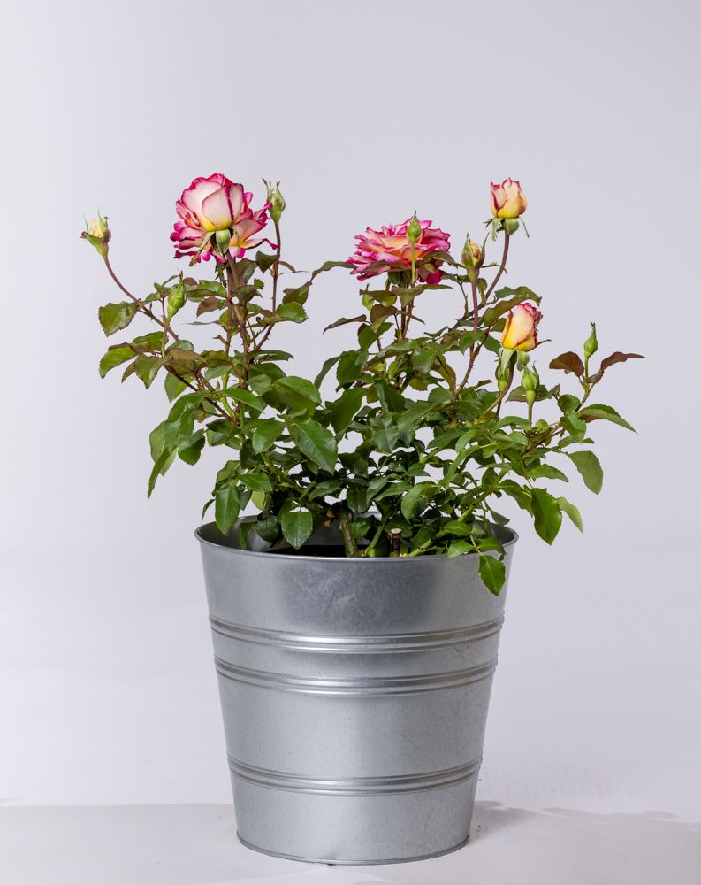 Edelrose Leo Ferre - Rosa Leo Ferre günstig kaufen