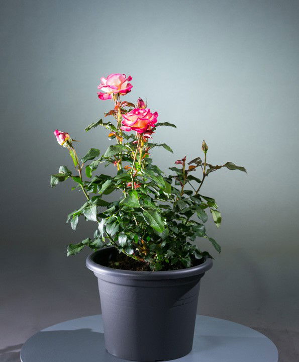 Edelrose Leo Ferre - Rosa Leo Ferre günstig kaufen