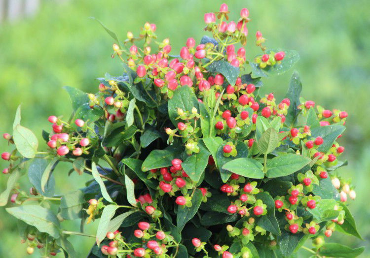 Johanniskraut Magical Red - Hypericum inodorum Magical Red günstig kaufen